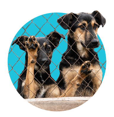 Adopcja psa ze schroniska - jak się przygotować